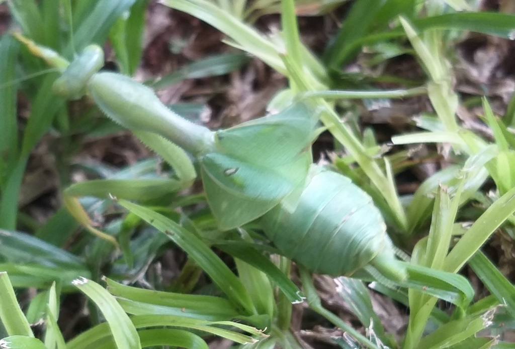Wide-armed Mantis from Cynthia Vale AH, Pretoria, 0110, South Africa on ...