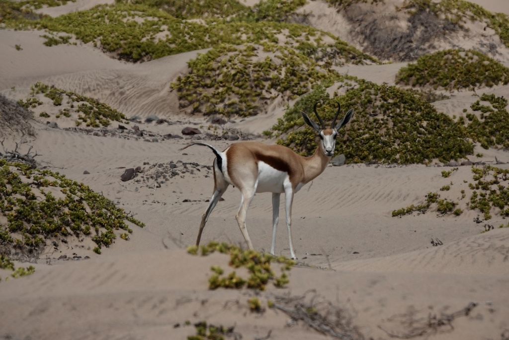 Springbok from Skeleton Coast National Park, Kunene, NA on December 25 ...