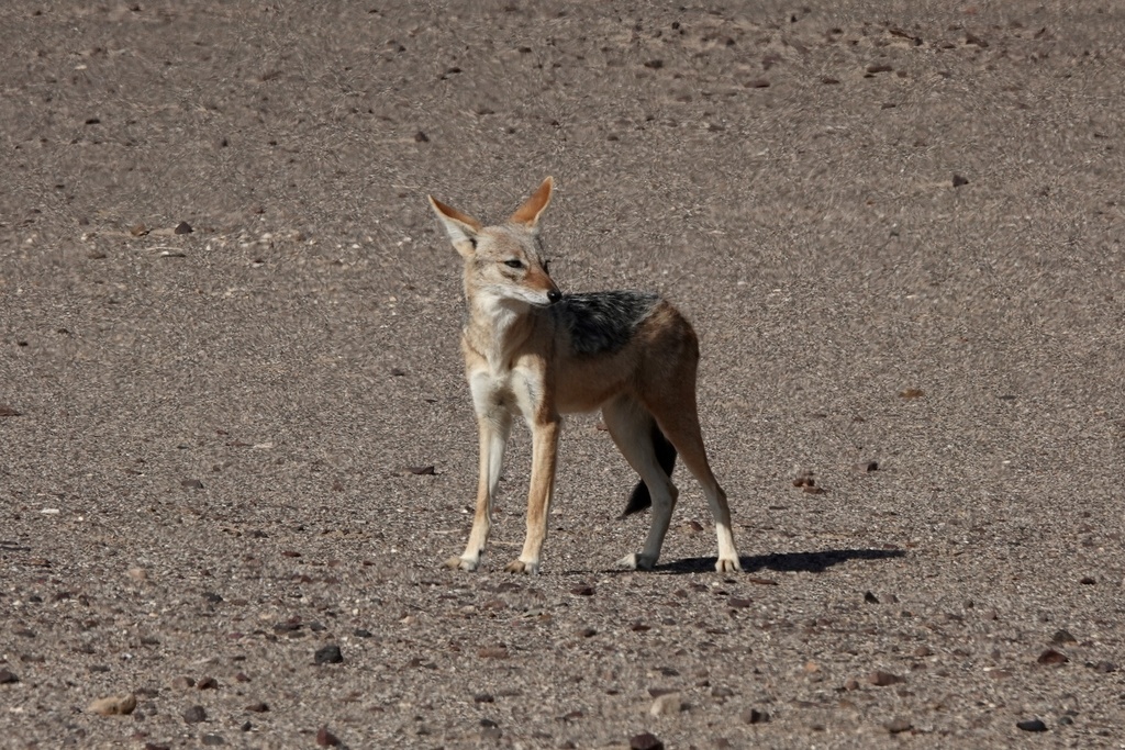 Southern Black-backed Jackal from Skeleton Coast National Park, Kunene ...