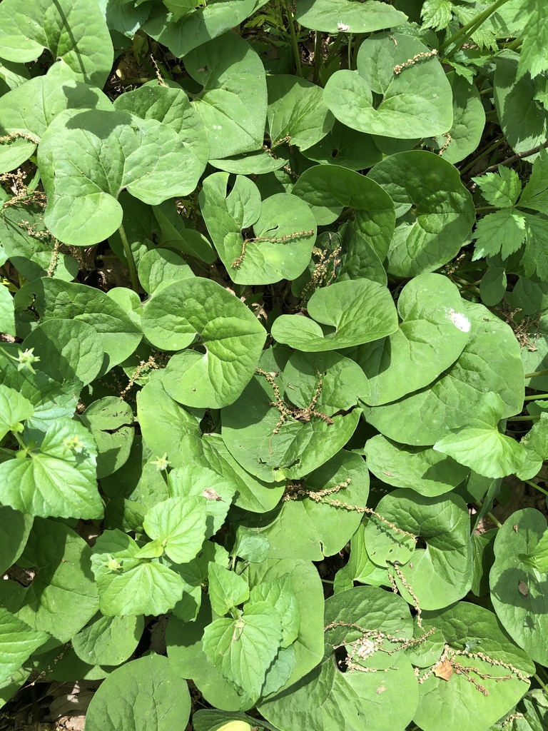 Canadian wild ginger from Overton Park, Memphis, TN, US on April 11 ...