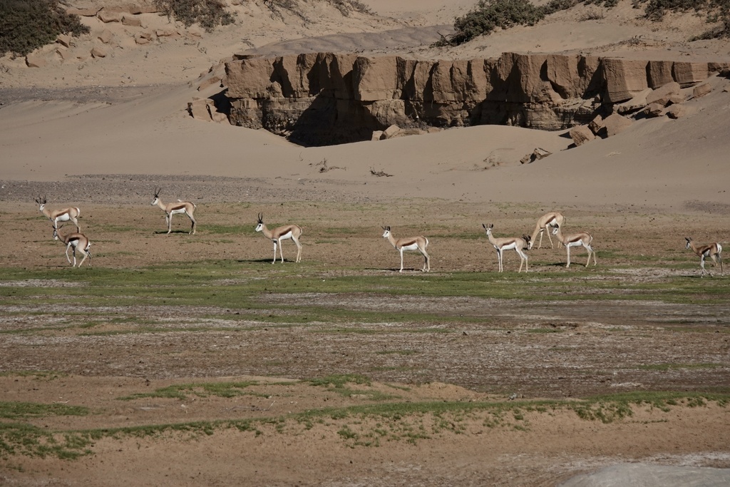 Springbok from Skeleton Coast National Park, Kunene, NA on December 26 ...