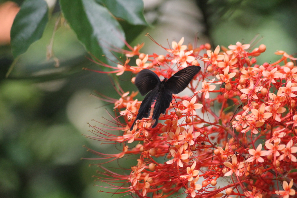 Red-bodied Swallowtails from Jl. Wisata Alam No.16, Senggigi, Kec. Batu ...