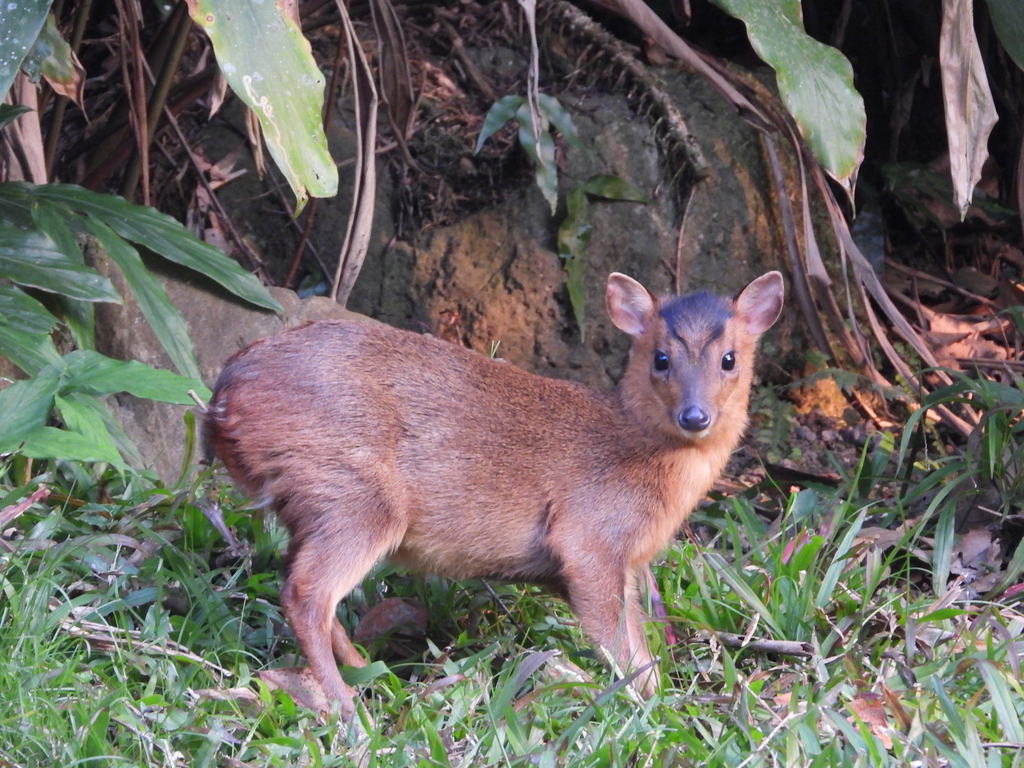 Taiwan Muntjac from 732台灣台南市白河區 on January 09, 2024 at 05:13 PM by 古國順 ...