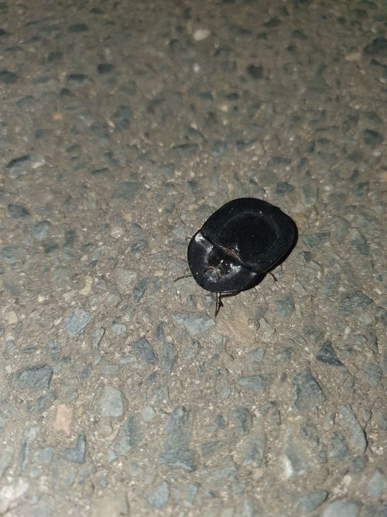 Pie-dish Beetles from Osborne SA 5017, Australia on January 13, 2024 at ...