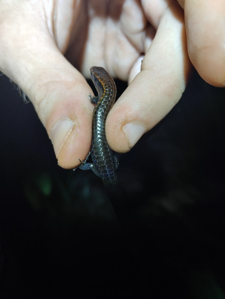Glossy Shade Lizard from Regina 97390, French Guiana on January 11 ...