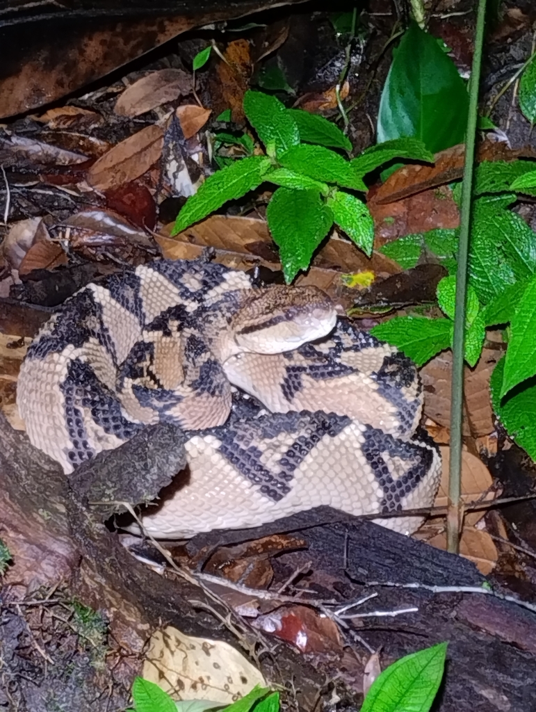 South American Bushmaster in January 2024 by Thomas Philip · iNaturalist