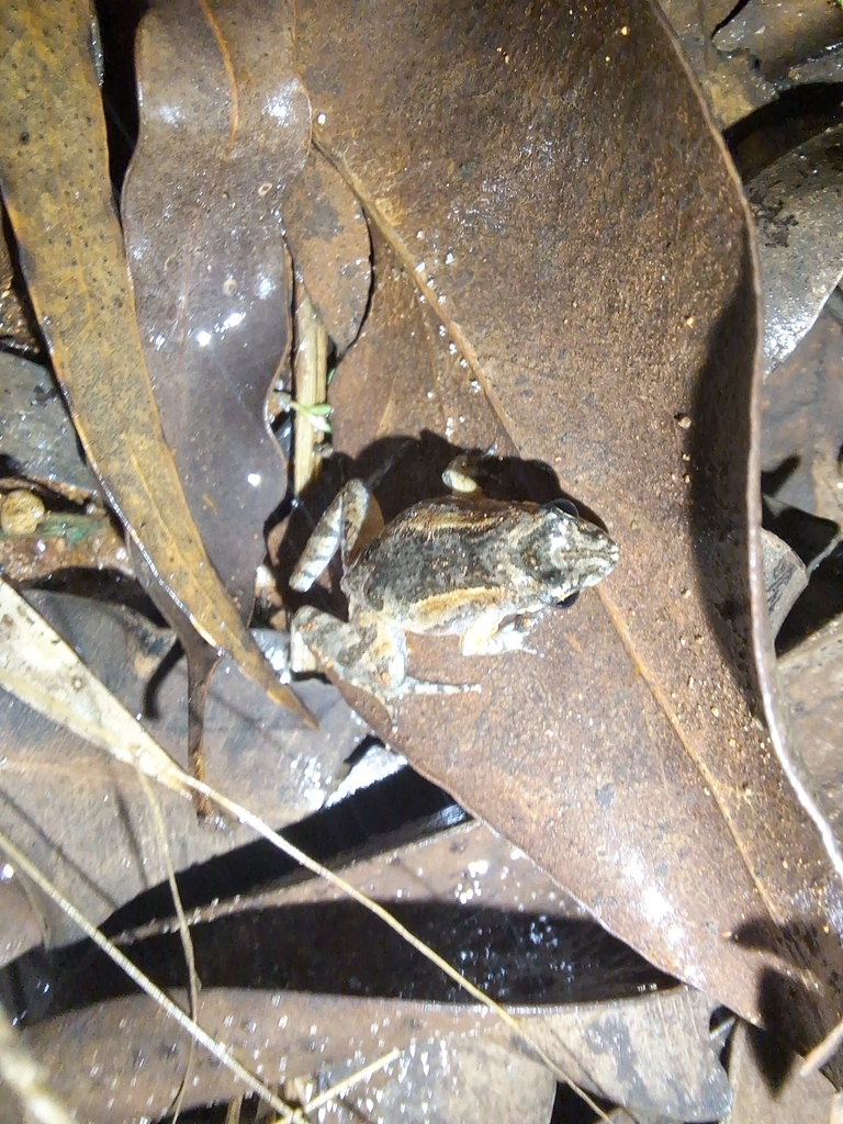 Australian Ground Frogs from Mission River QLD 4874, Australia on ...