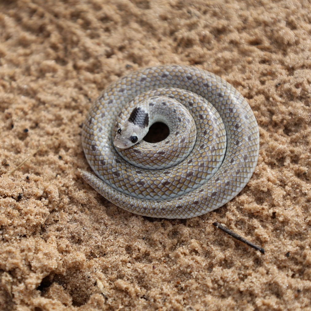 Angolan Shovel-snout from Otjozondjupa, NA on January 11, 2024 at 08:29 ...