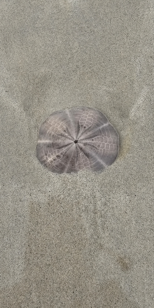 Arachnoides tenuis from Broome, WA, Australia on January 11, 2024 at 04 ...