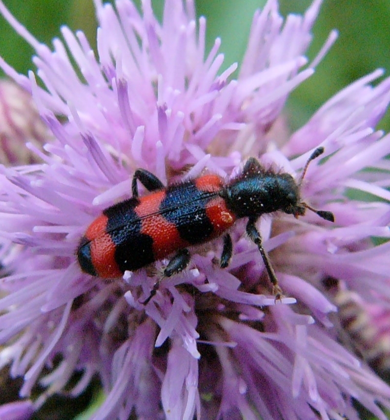 Bee-eating Beetle from 38890 Saint-Chef, France on June 18, 2004 at 01: ...