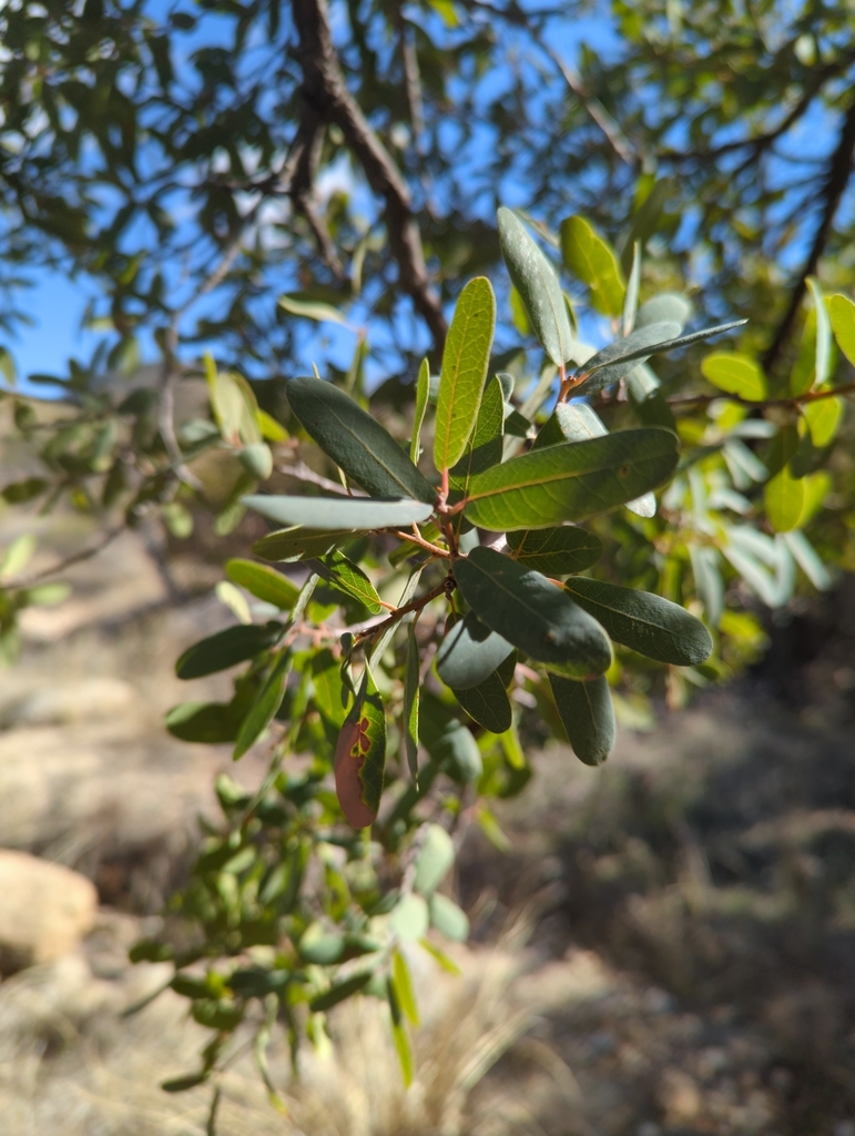 Mexican blue oak from Pima County, US-AZ, US on January 2, 2024 at 01: ...