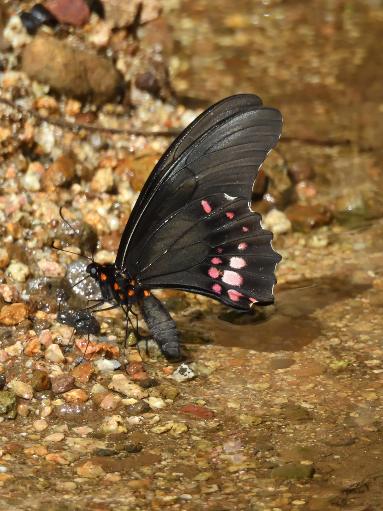 Ruby-spotted Swallowtail from Mera, Ecuador on November 8, 2023 at 02: ...