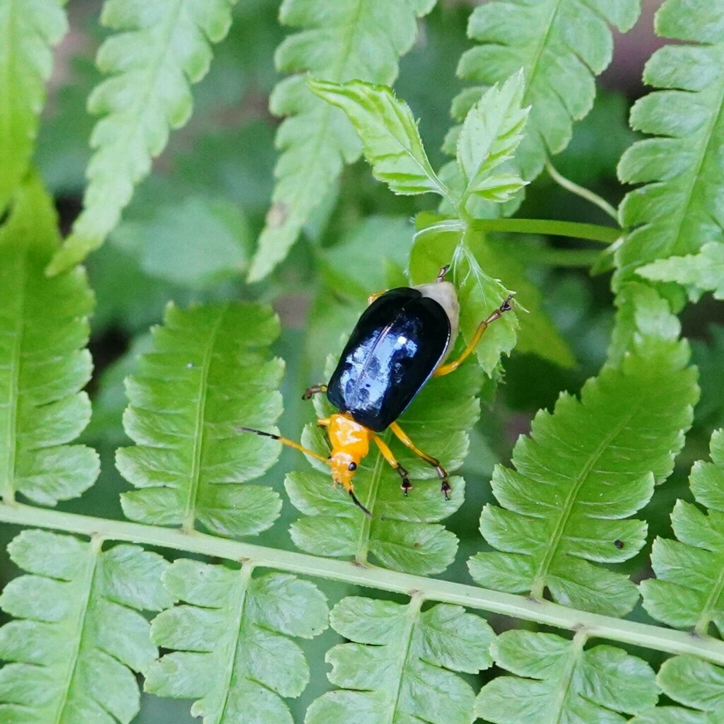 Agetocera discedens in September 2023 by 厲力言 · iNaturalist