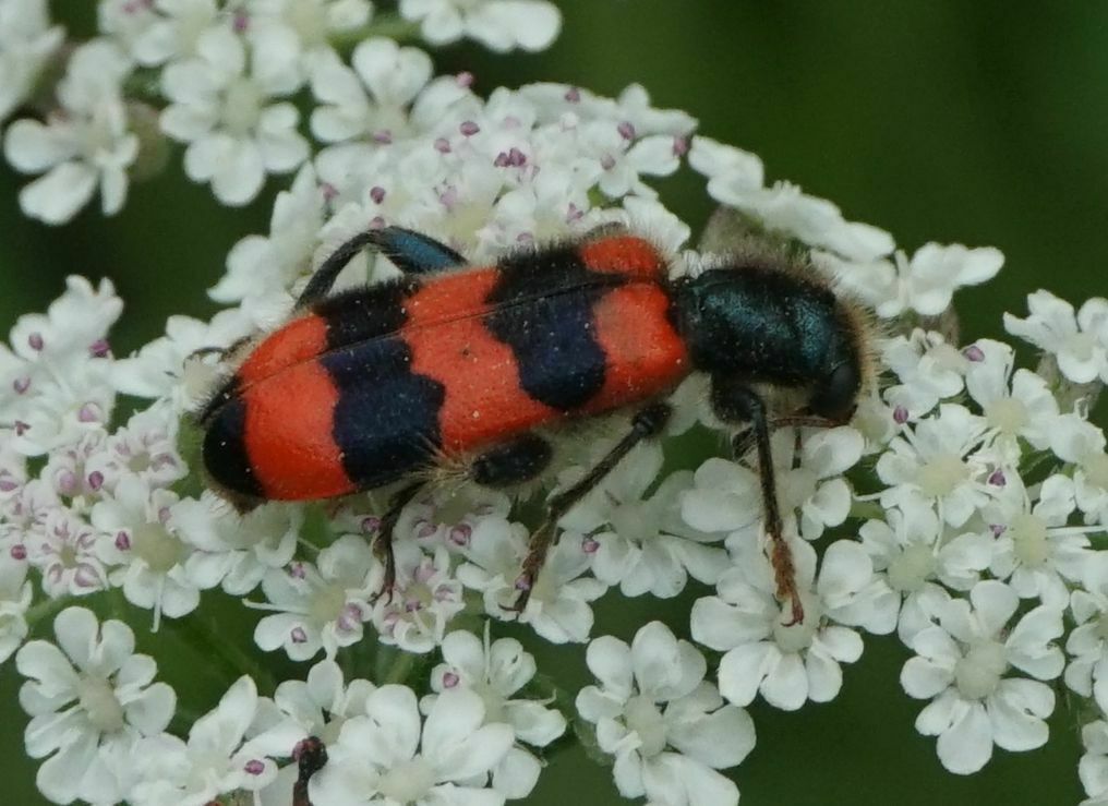 Bee-eating Beetle from 1351 Brezovica pri Ljubljani, Slovenia on July ...