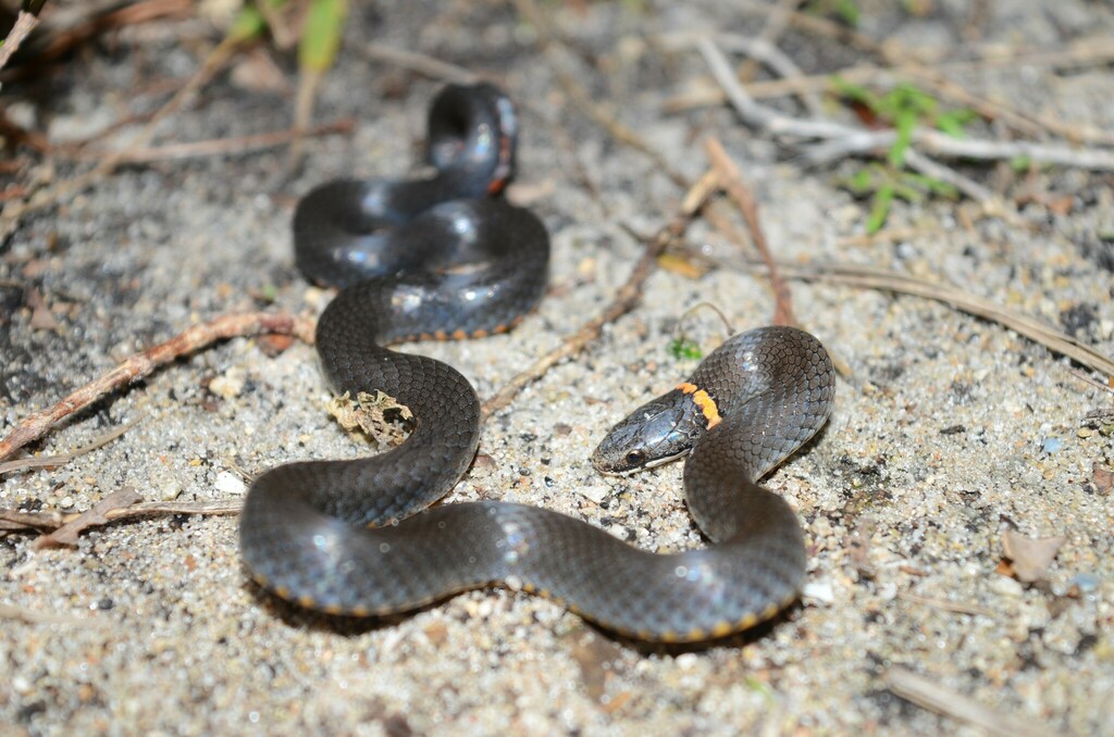 Southern Ringneck Snake in January 2024 by Eoghan Irwin · iNaturalist