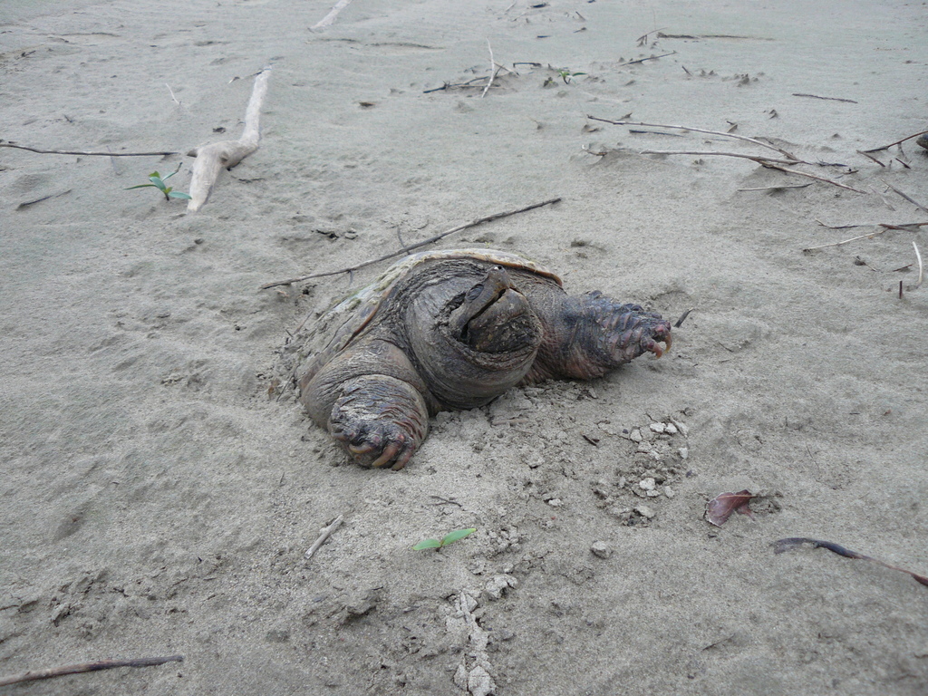 Common Snapping Turtle from Monona County, IA, USA on March 29, 2012 at ...