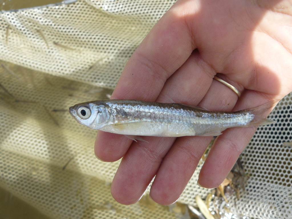 Emerald shiner from Burt County, NE, USA on May 15, 2012 at 01:53 PM by ...