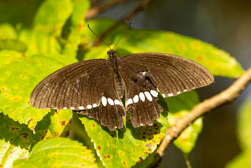 Common Mormon Swallowtail from Kijoka, Ōgimi, Kunigami District ...