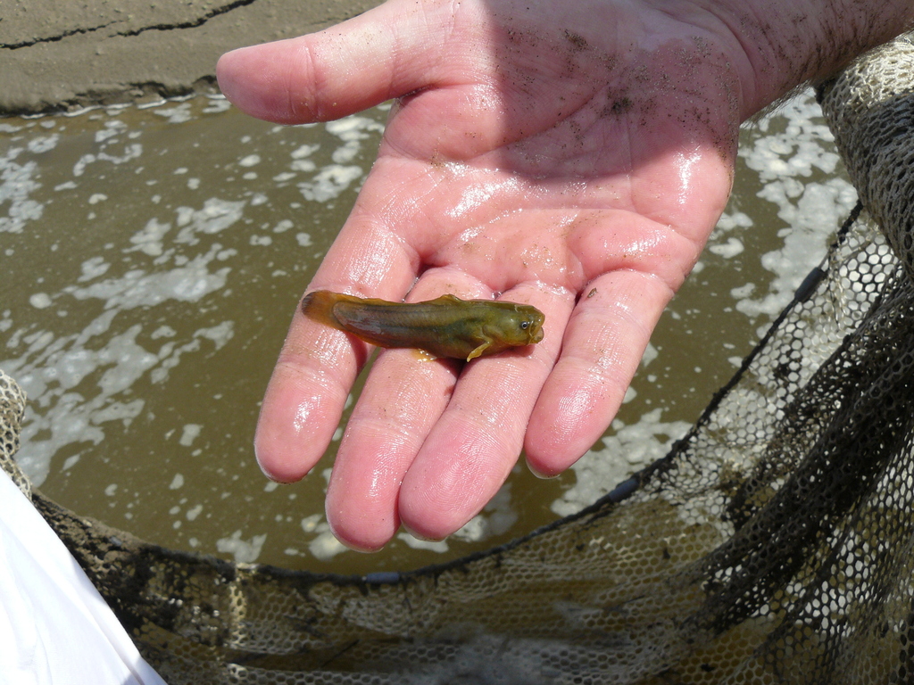 Tadpole Madtom from Burt County, NE, USA on May 15, 2012 at 02:49 PM by ...