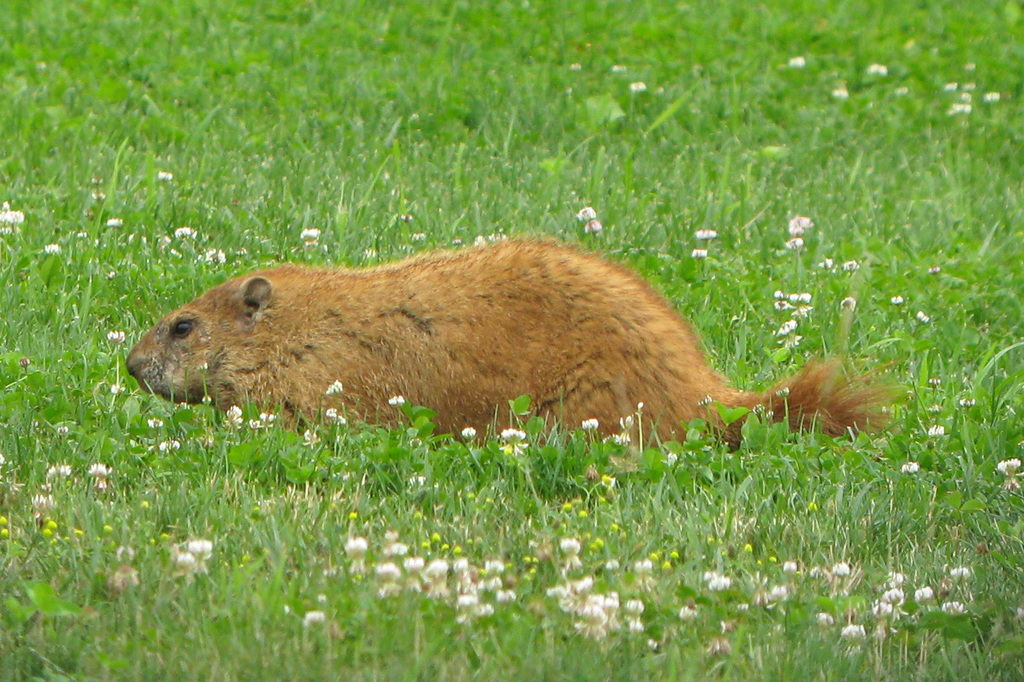 Groundhog from West Friendship, MD, USA on June 22, 2009 at 10:08 AM by ...