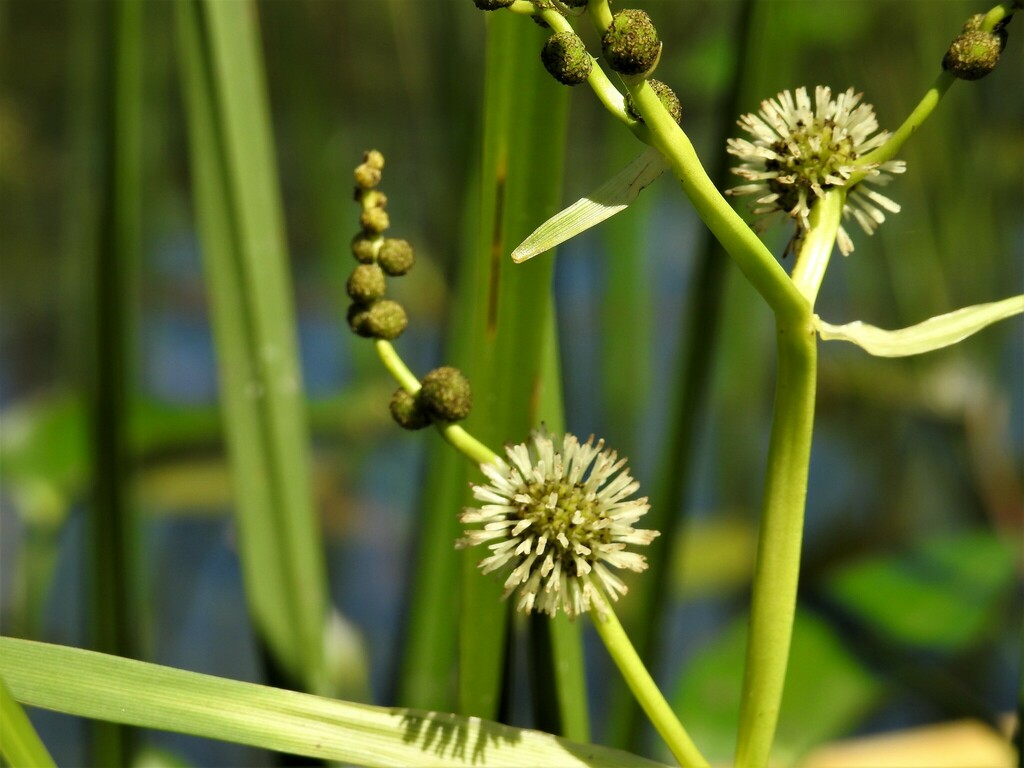 big bur-reed from Washago, ON, Canada on July 18, 2018 at 10:53 AM by ...