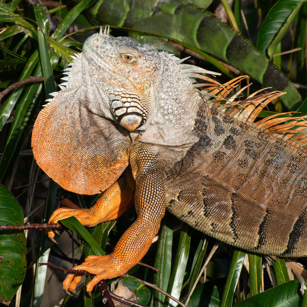 Green Iguana from Palm Beach County, FL, USA on January 13, 2024 at 08: ...