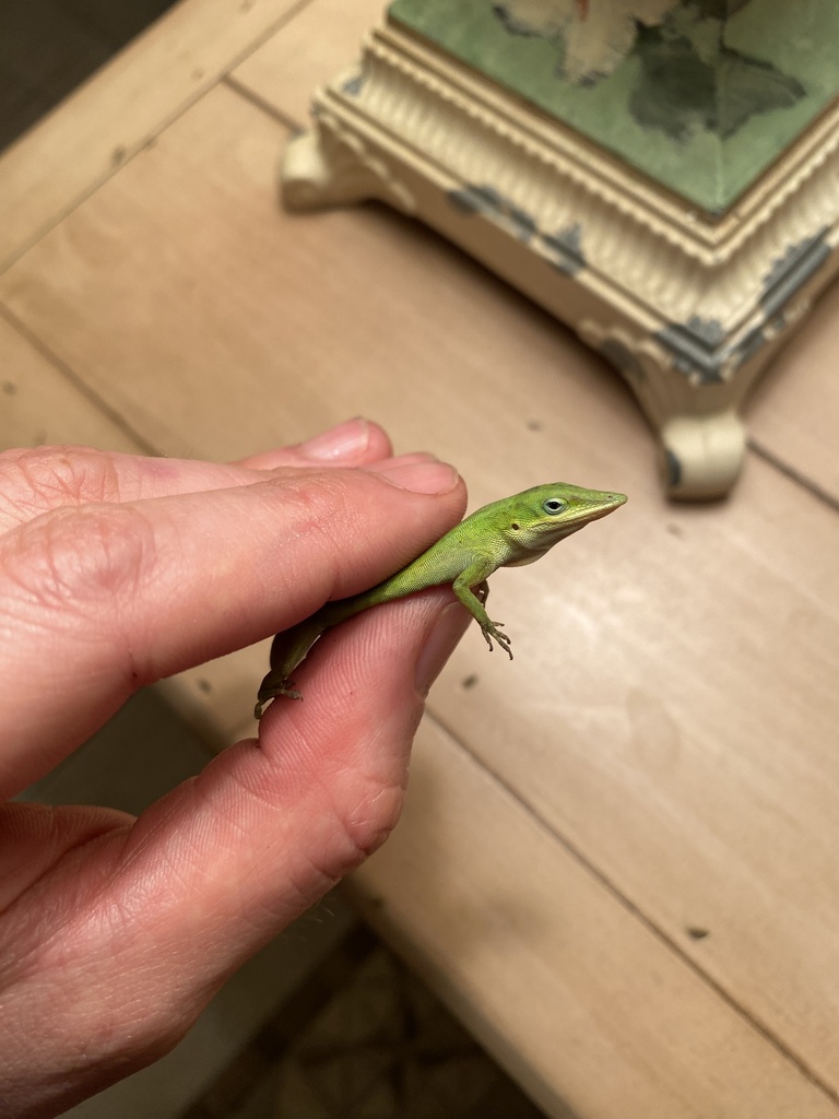 Green Anole in January 2024 by Alex Romer. captured indoors and ...