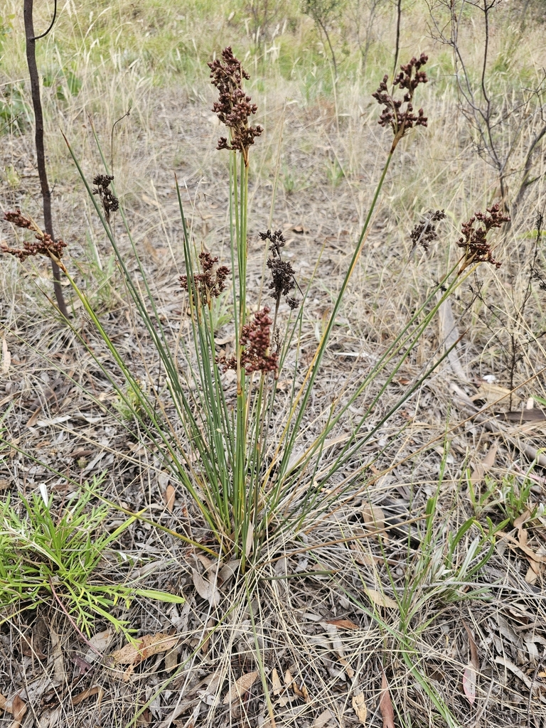 spiny rush from West Bendigo VIC 3550, Australia on January 14, 2024 at ...