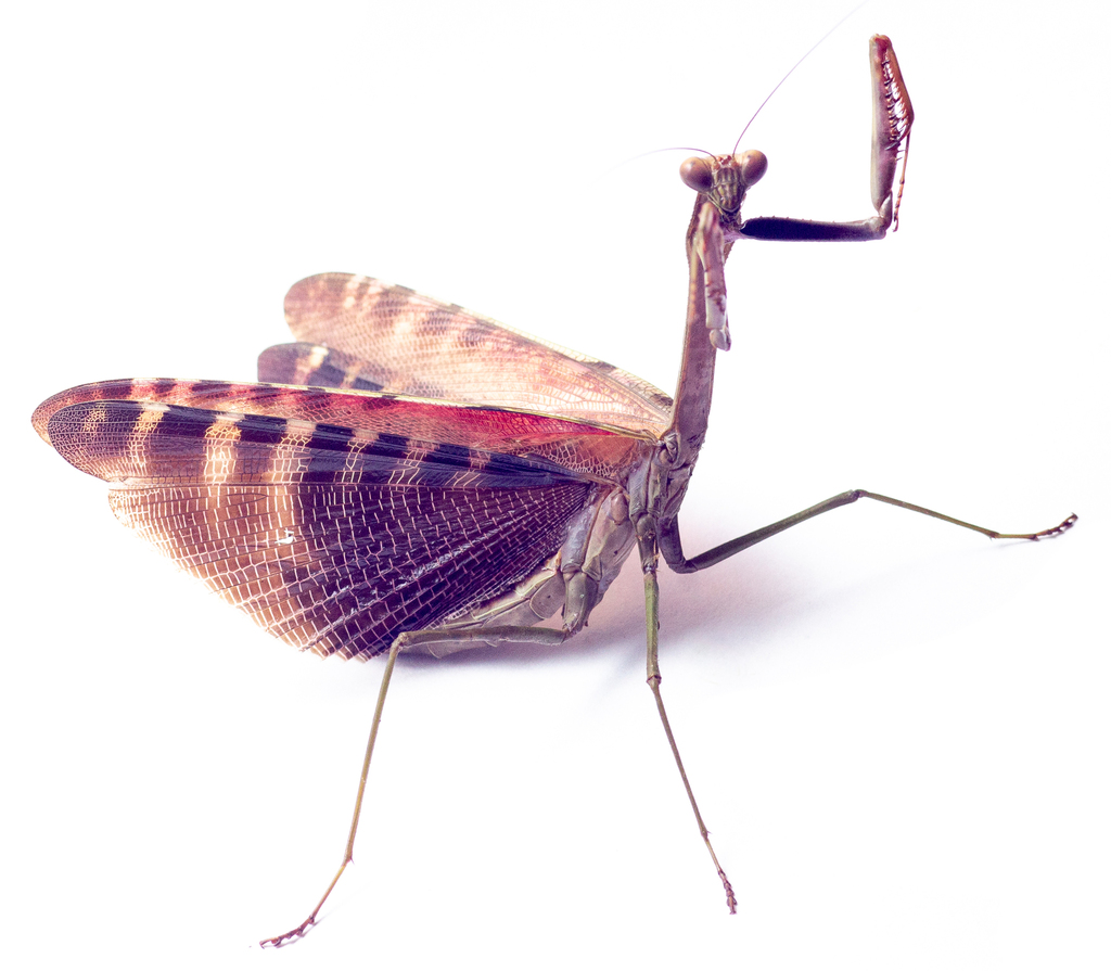 Mega Mantis from Boumba - Et - Ngoko, Cameroon on December 3, 2023 at ...