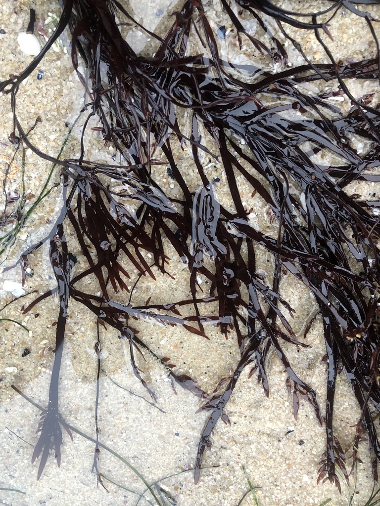 Farlowia from North Pacific Ocean, Pacific Grove, CA, US on January 13 ...