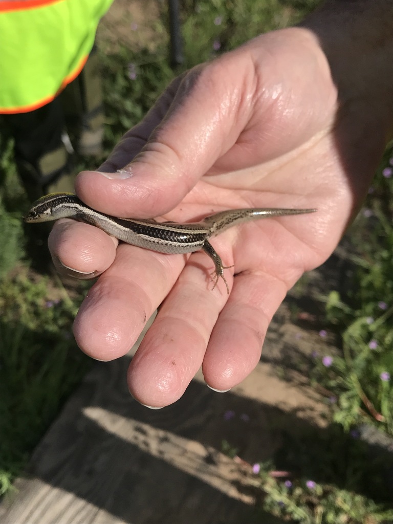 Western Skink in April 2019 by Chris DeGroof · iNaturalist