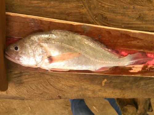 Pacora (Plagioscion surinamensis) · iNaturalist