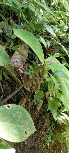 Eyelash Viper from Santa Rosa National Park, La Cruz, Guanacaste, CR on ...