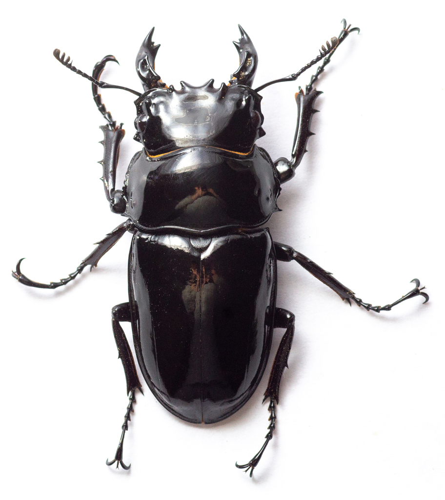 Mesotopus regius from Boumba - Et - Ngoko, Cameroon on December 5, 2023 ...