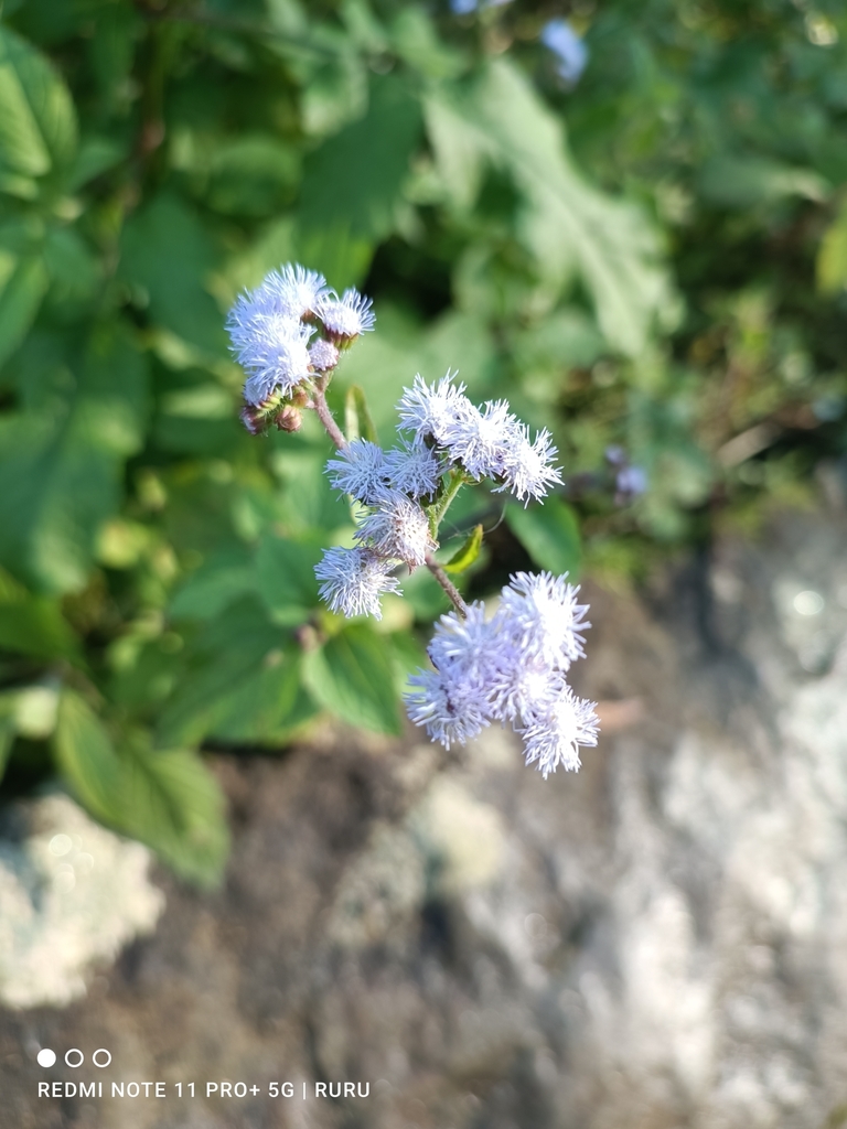 bluemink from 222台灣新北市深坑區11號 on January 14, 2024 at 10:27 AM by Ruru ...