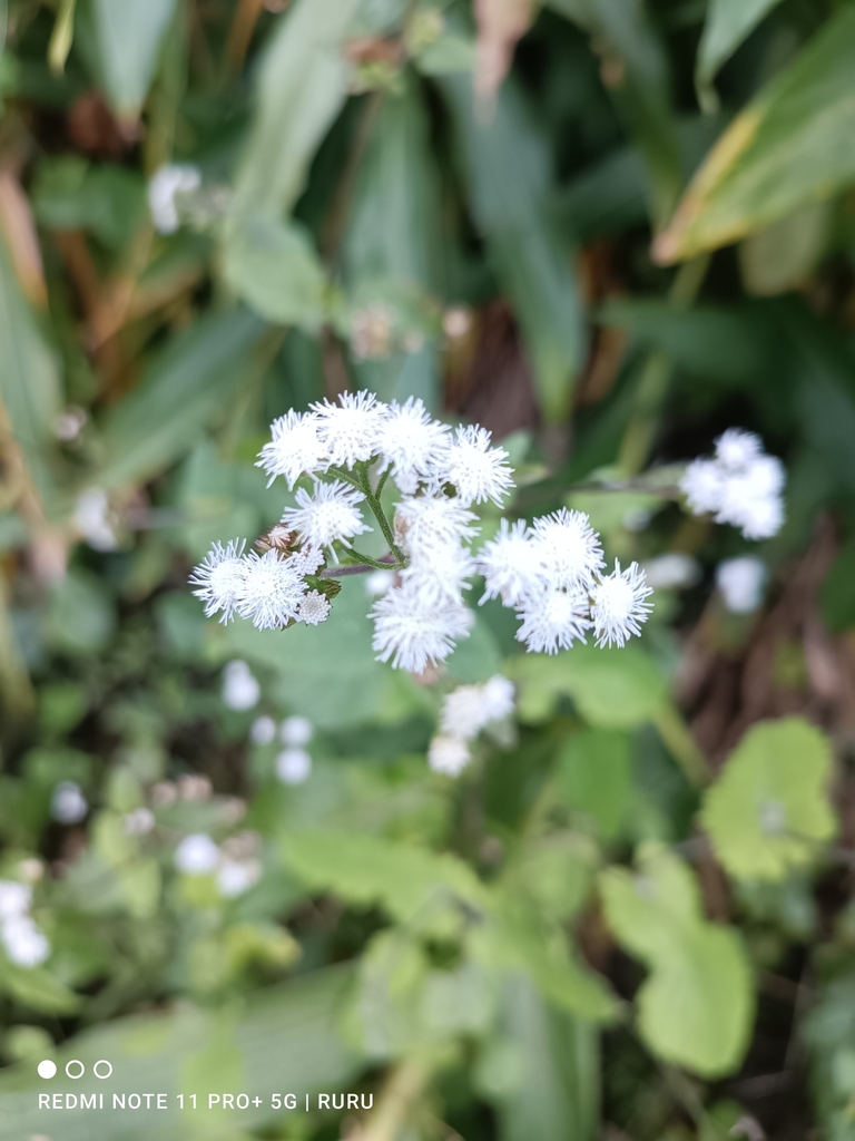 billygoat weed from 222台灣新北市深坑區11號 on January 14, 2024 at 10:28 AM by ...