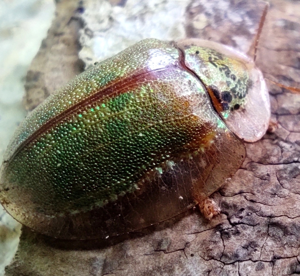 Wild Olive Tortoise Beetle from El Papalón, Nicaragua on January 13 ...