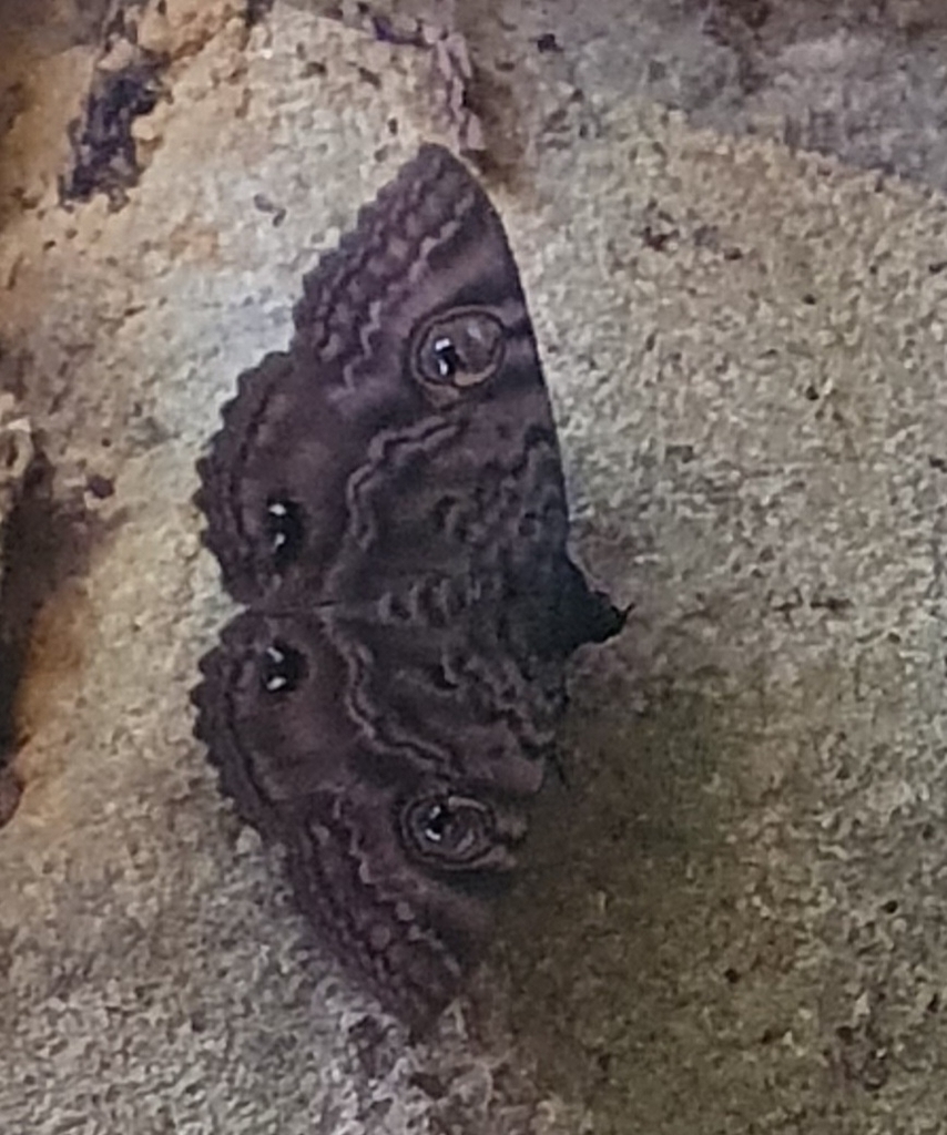 Granny's Cloak Moth from Mosman, NSW 2088, Australia on January 13 ...