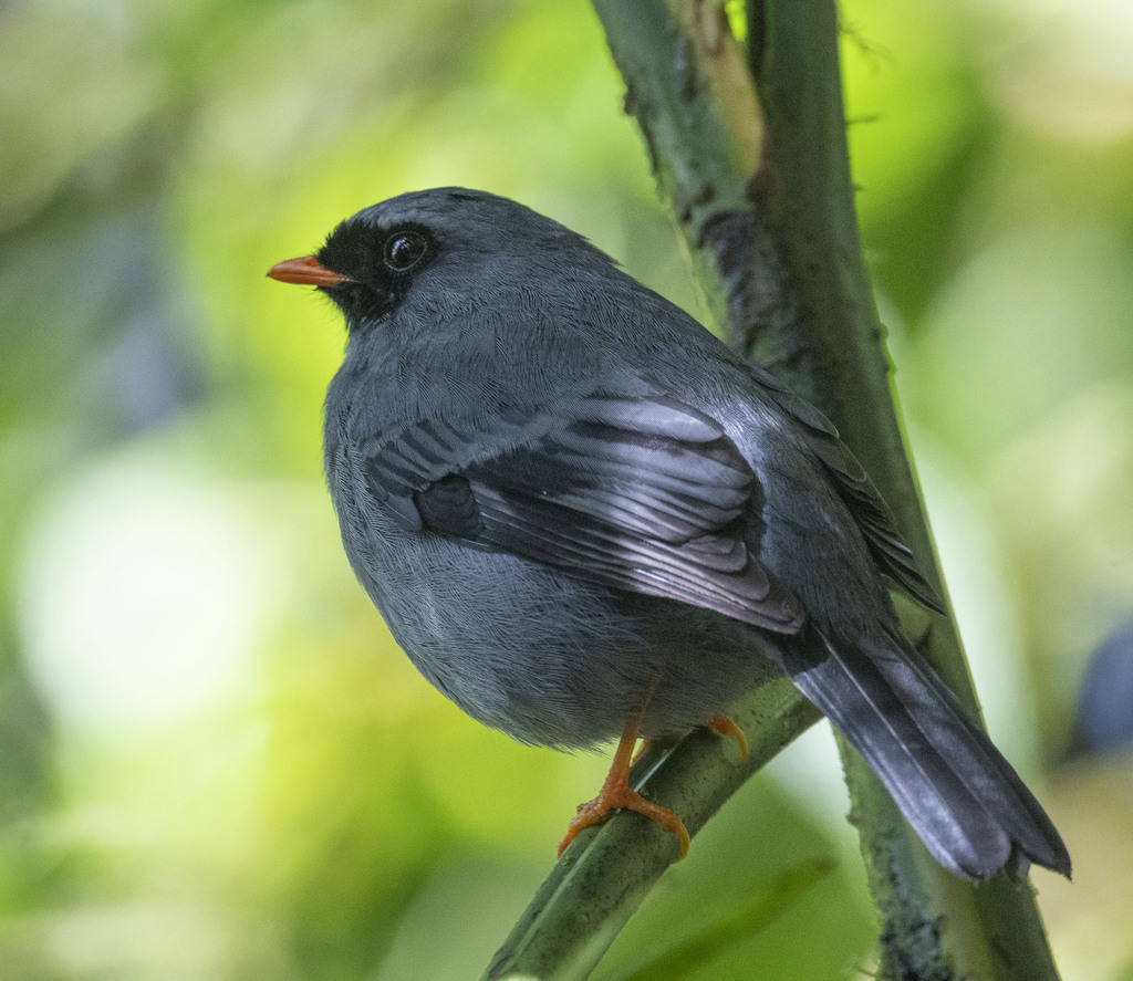 Black-faced Solitaire from Puntarenas Province, Monteverde, Costa Rica ...