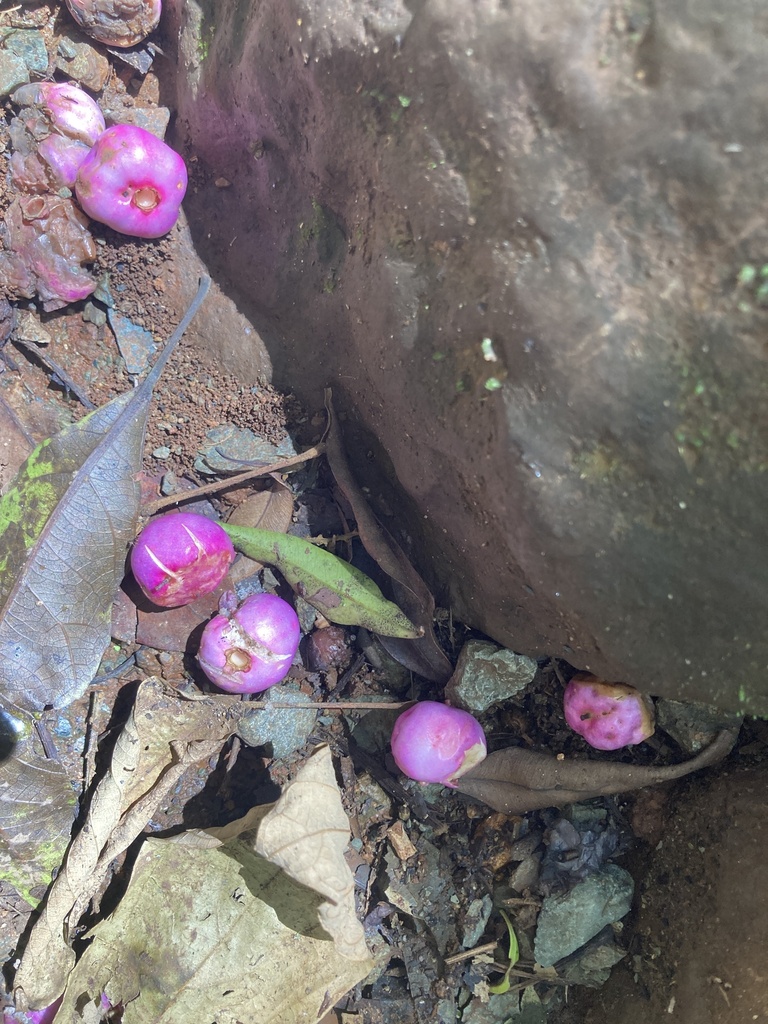 Waterberries from Jorama Curtis Falls Tk, Tamborine Mountain, QLD, AU ...
