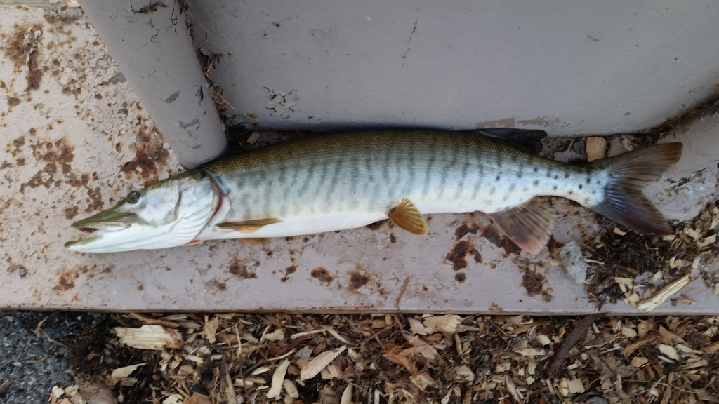 Muskellunge from Lake Saint Clair, MI, USA on July 2, 2016 at 08:43 PM ...