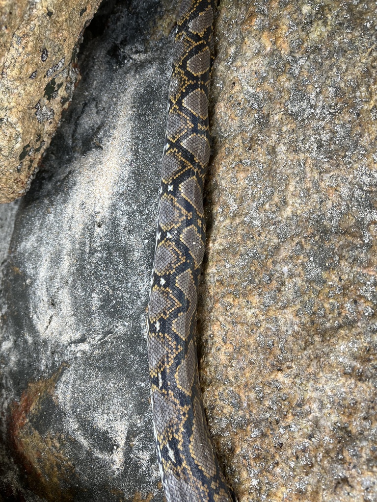 Greater Reticulated Python from Mu Ko Phayam National Park, Ranong ...