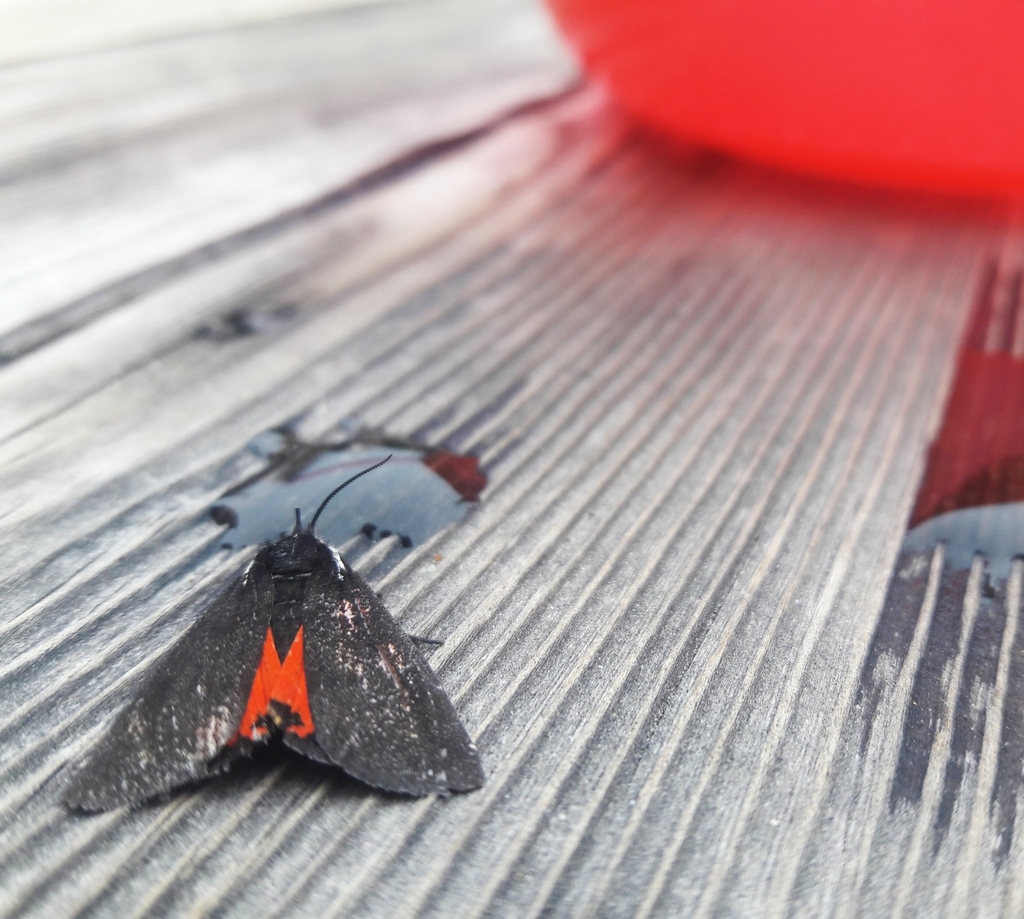 California Tiger Moth from 23002 CA-2, Palmdale, CA 93550, USA on April ...