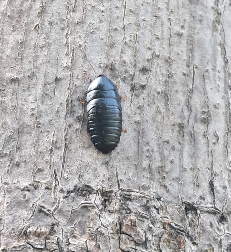 Pseudoglomeris from Mavalli, Bengaluru, Karnataka, India on January 14 ...