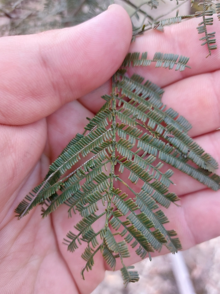 black wattle from Christmas Hills VIC 3775, Australia on January 14 ...