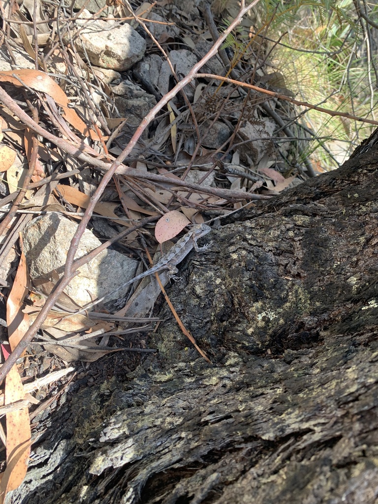 Mountain Dragon from Alpine National Park, Sargood, VIC, AU on January ...