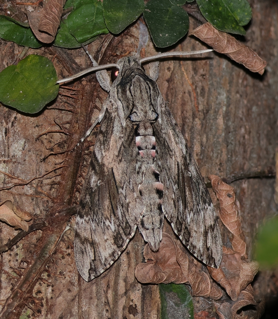 Convolvulus Hawkmoth from 1472, San Leonardo, Nueva Ecija, Philippinen on January 14, 2024 at 01 ...