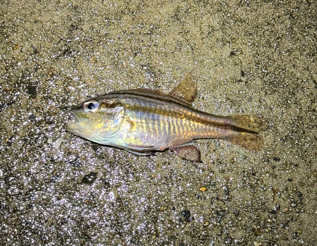 Broad-banded Cardinalfish from Sydney Harbour, Millers Point, NSW, AU ...