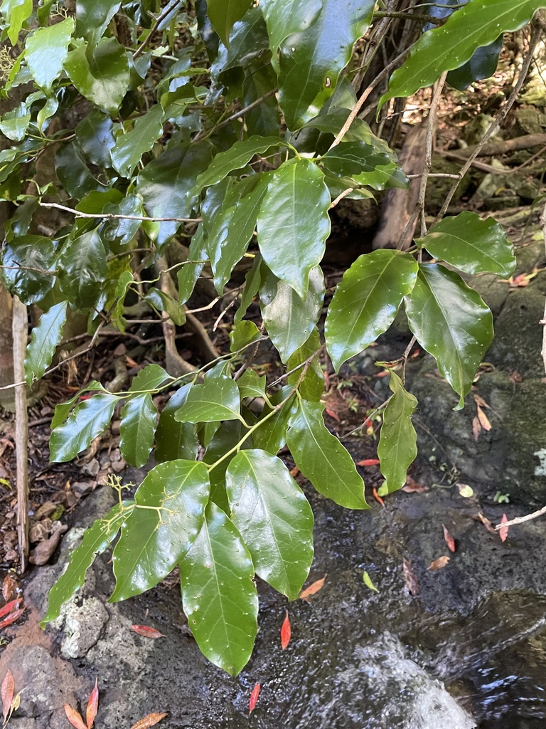 brown beech from Springbrook National Park, Springbrook, QLD, AU on ...