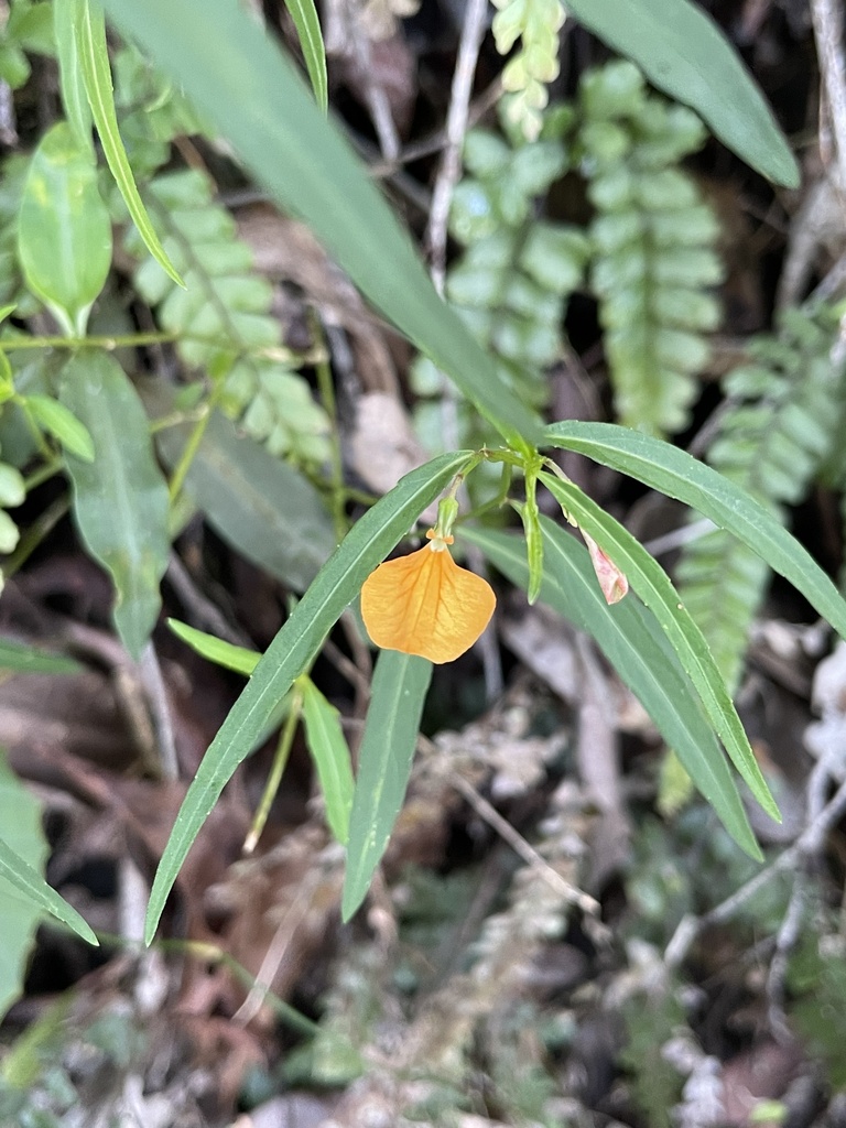 spade flower from Springbrook National Park, Springbrook, QLD, AU on ...